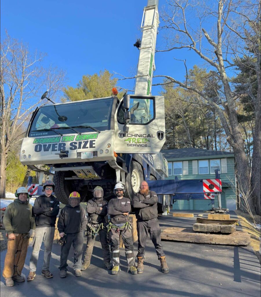 Lp Tree Services Near Me | Technical Tree Service